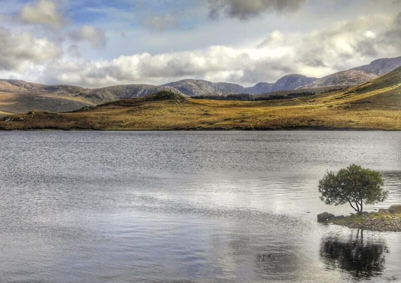 Legacy—Tree of Life – CHRISTIAN CAINE DESIGNS